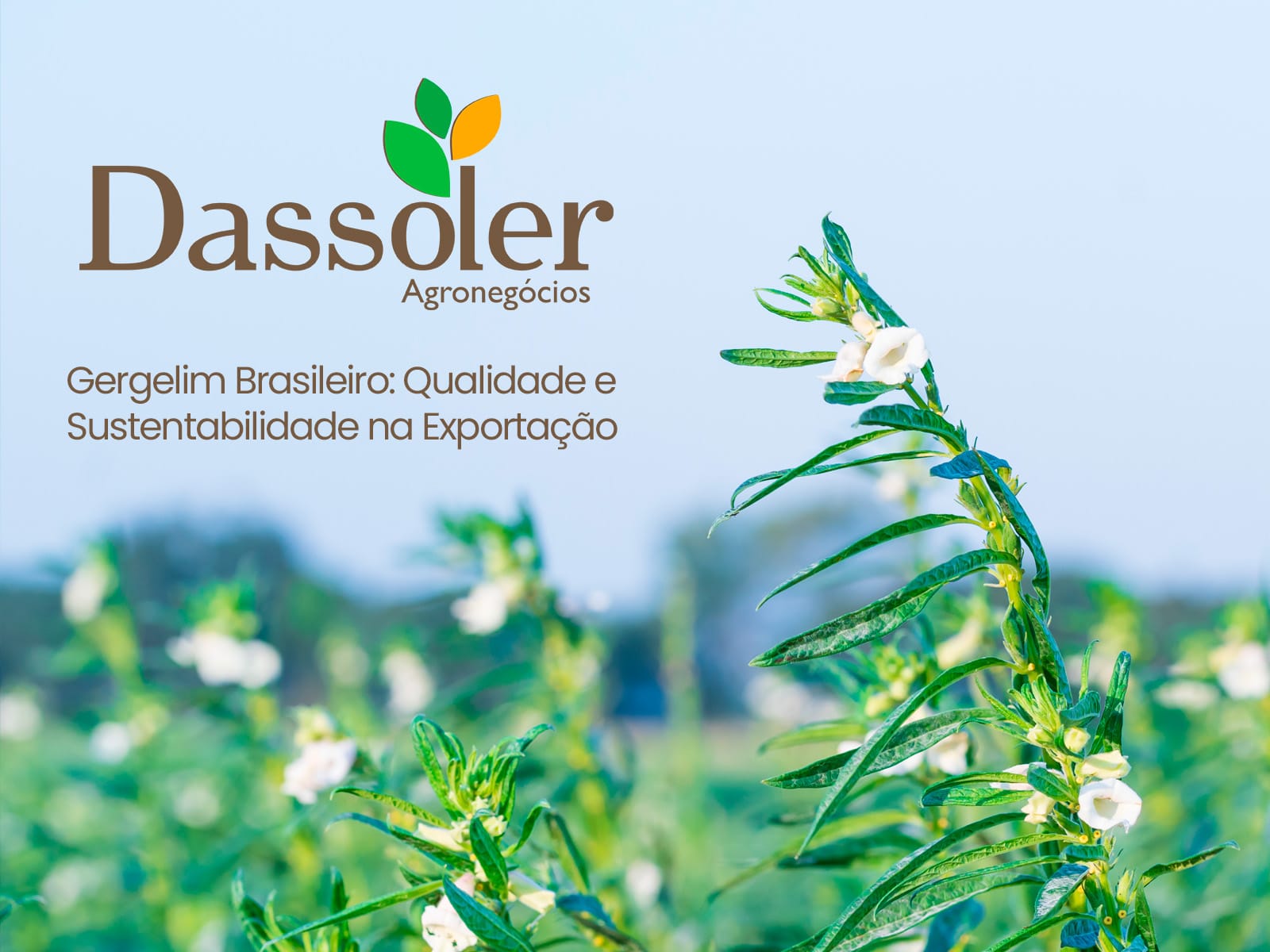 Exportação de Gergelim: Qualidade Brasileira para o Mundo